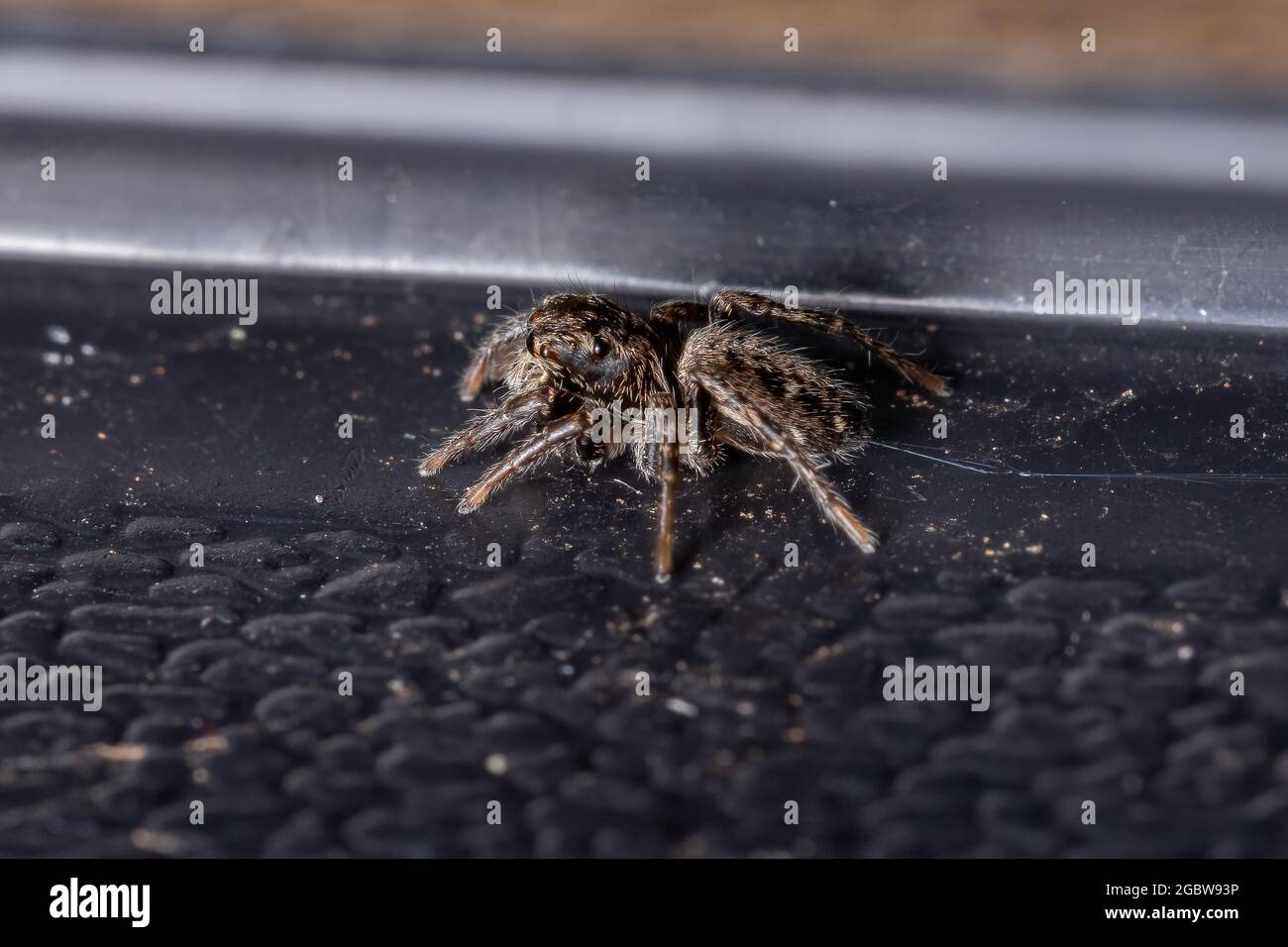Small Jumping Spider of the Genus Tullgrenella Stock Photo - Alamy