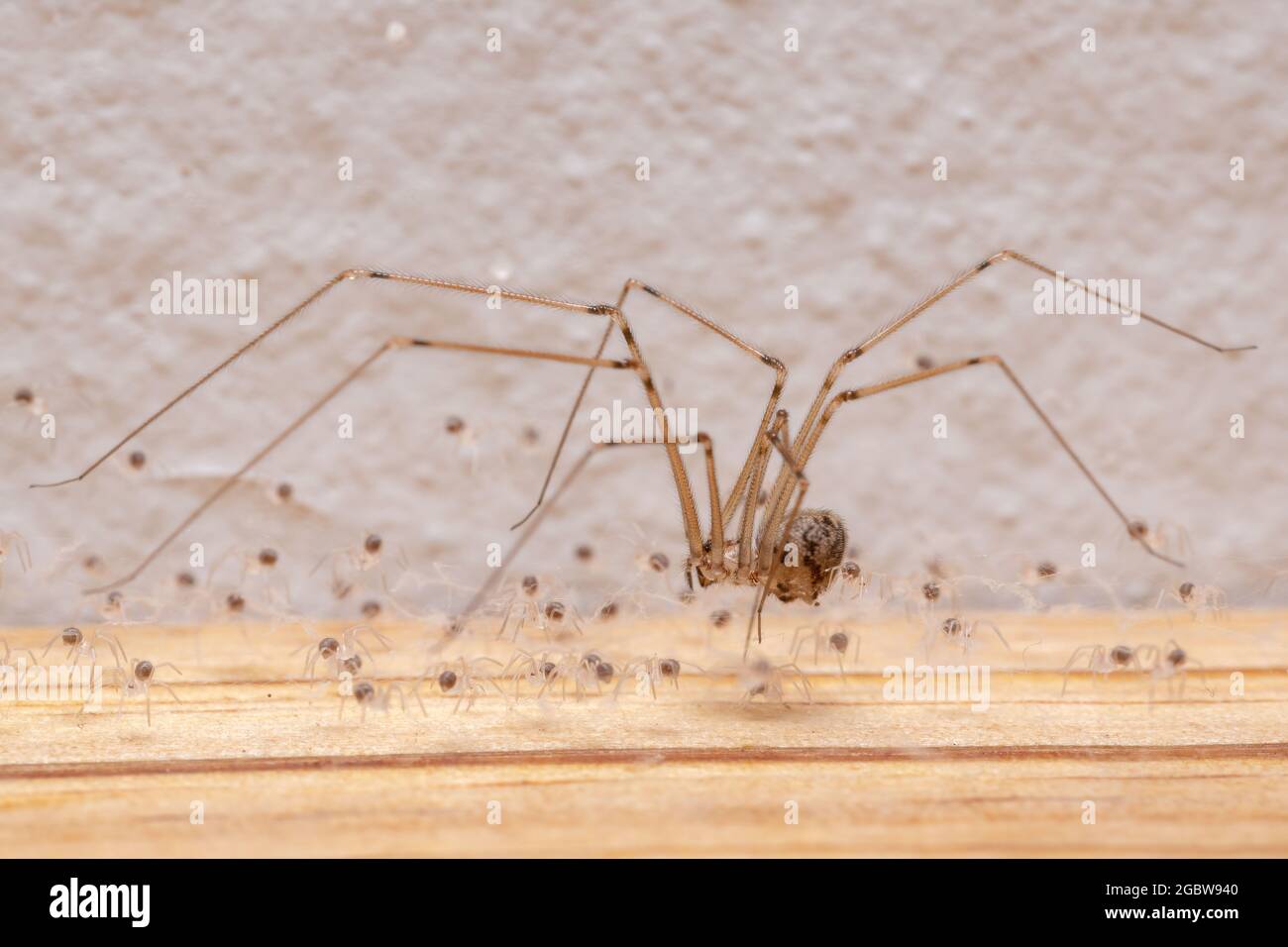 adult female Short-bodied Cellar Spider of the species Physocyclus ...