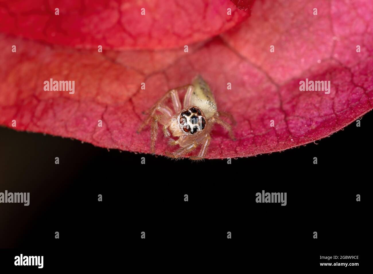 Small red spiders hi-res stock photography and images - Alamy