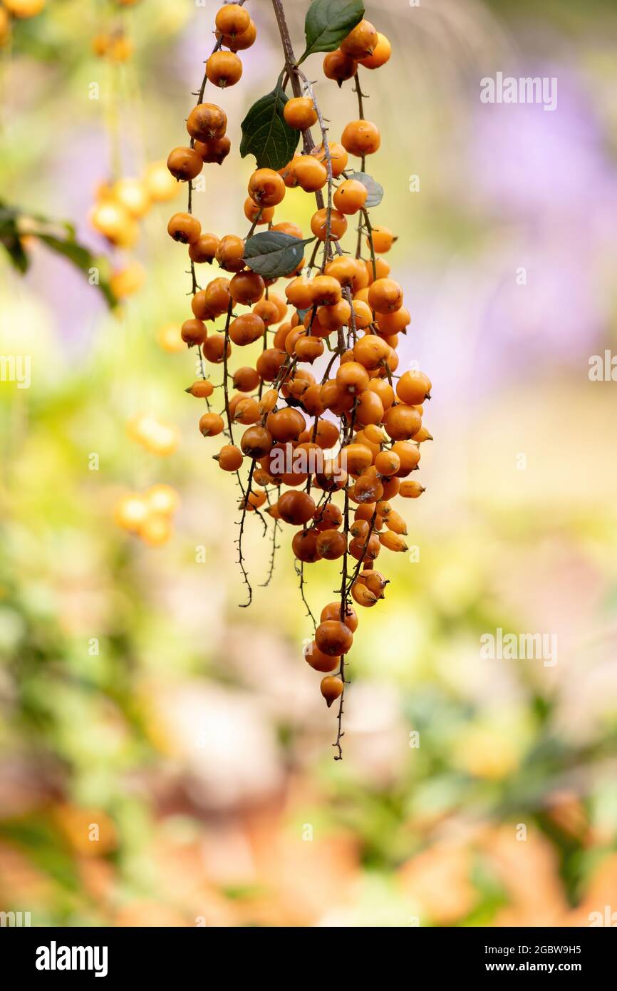 Golden dew drop duranta repens hi-res stock photography and images - Alamy