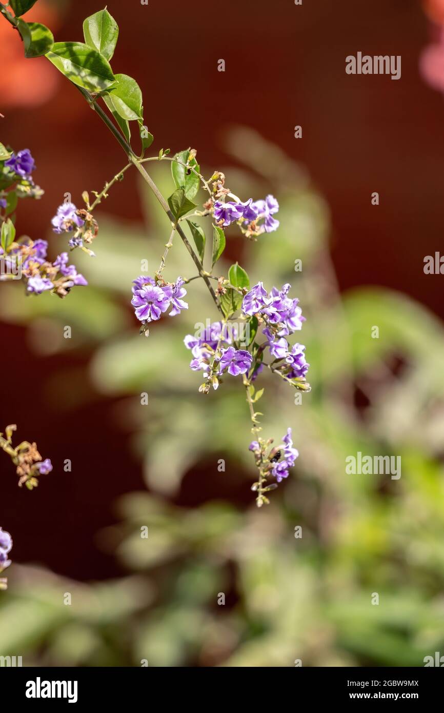 Golden dew drop duranta repens hi-res stock photography and images - Alamy