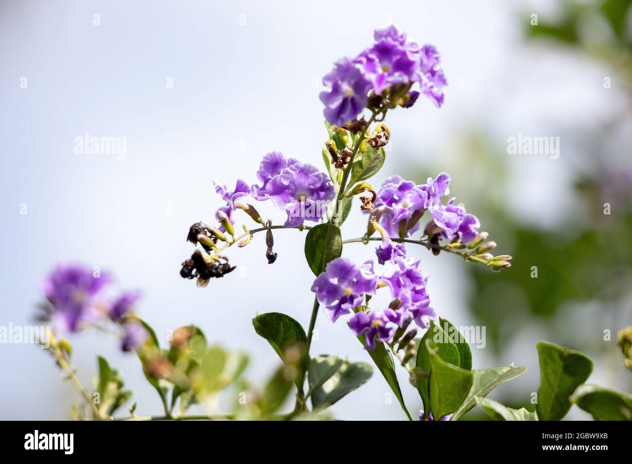Golden dew drop duranta repens hi-res stock photography and images - Alamy