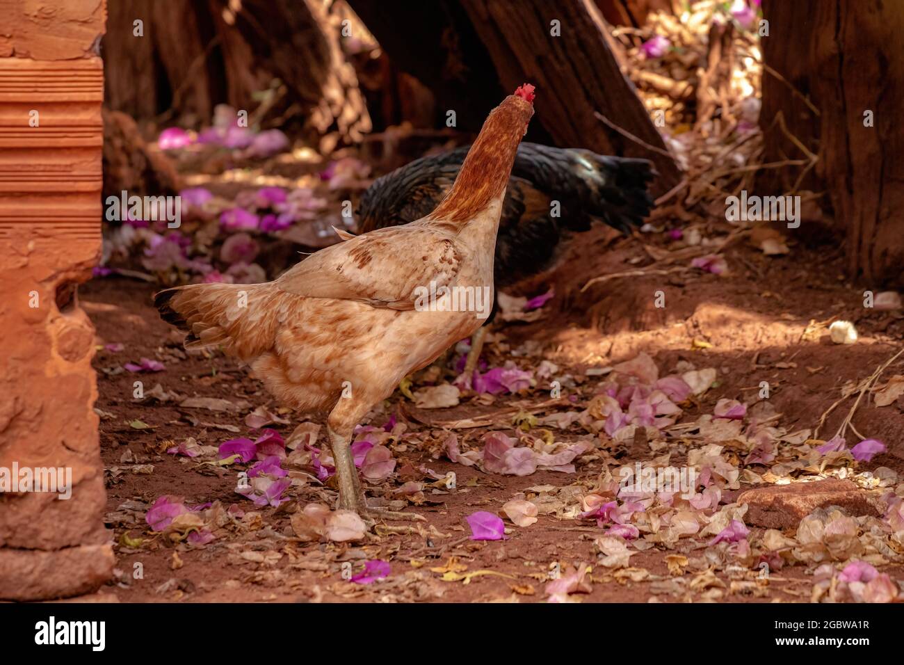 domestic animal chicken of the subspecies Gallus gallus domesticus ...