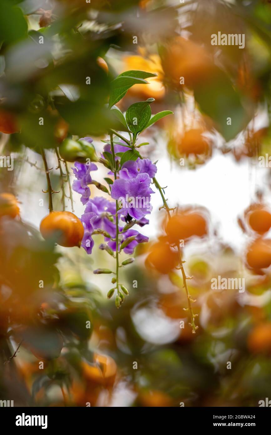 Golden dew drop duranta repens hi-res stock photography and images - Alamy