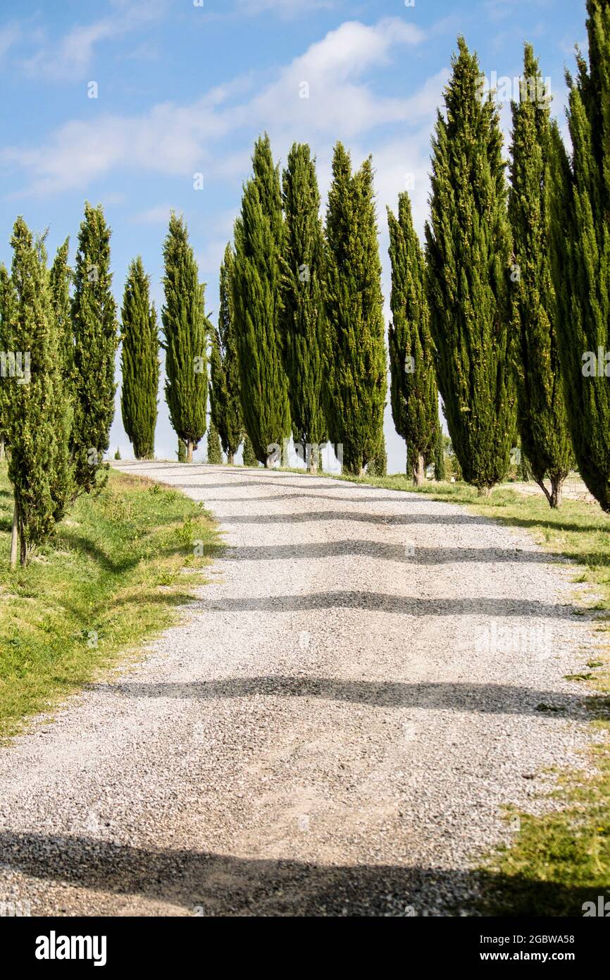 rural scenary in tuscany with cypress tree Stock Photo - Alamy