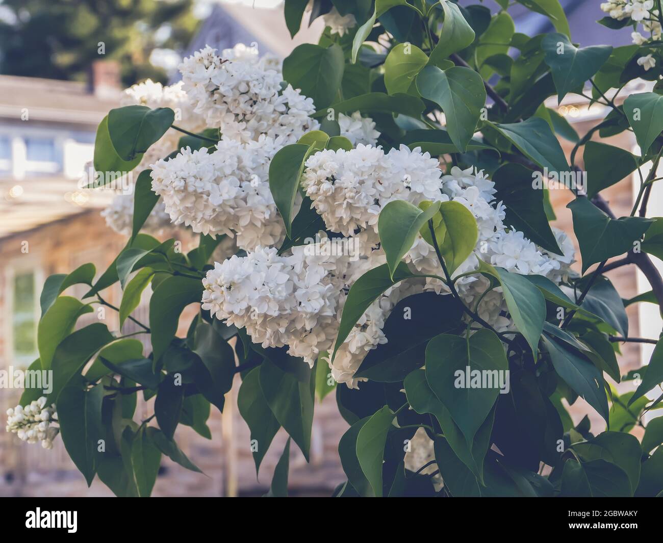Amur lilac hi-res stock photography and images - Alamy