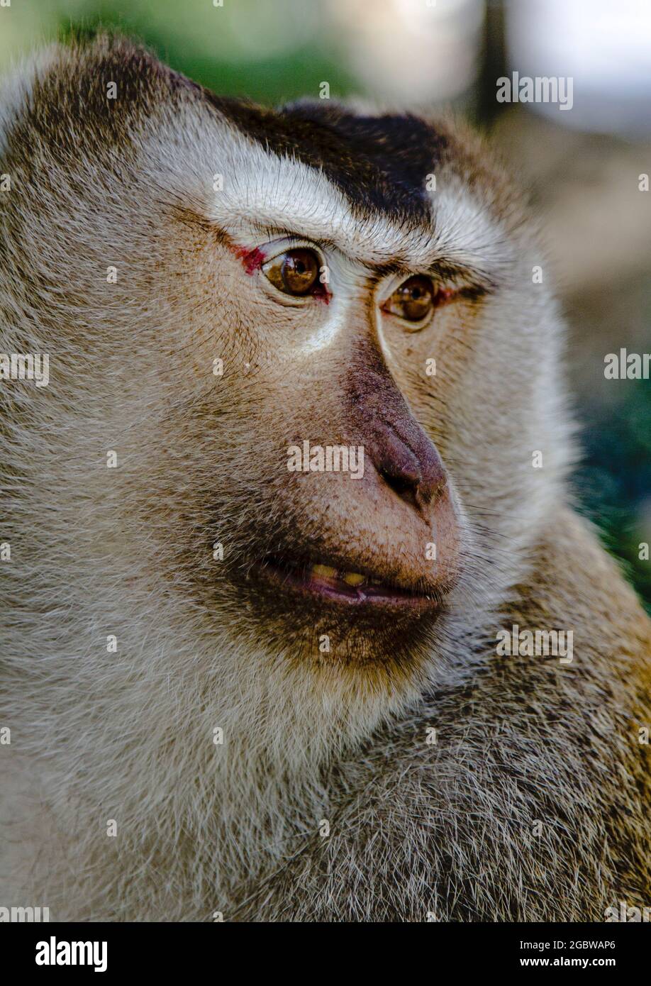 Monkey hill phuket hi-res stock photography and images - Alamy