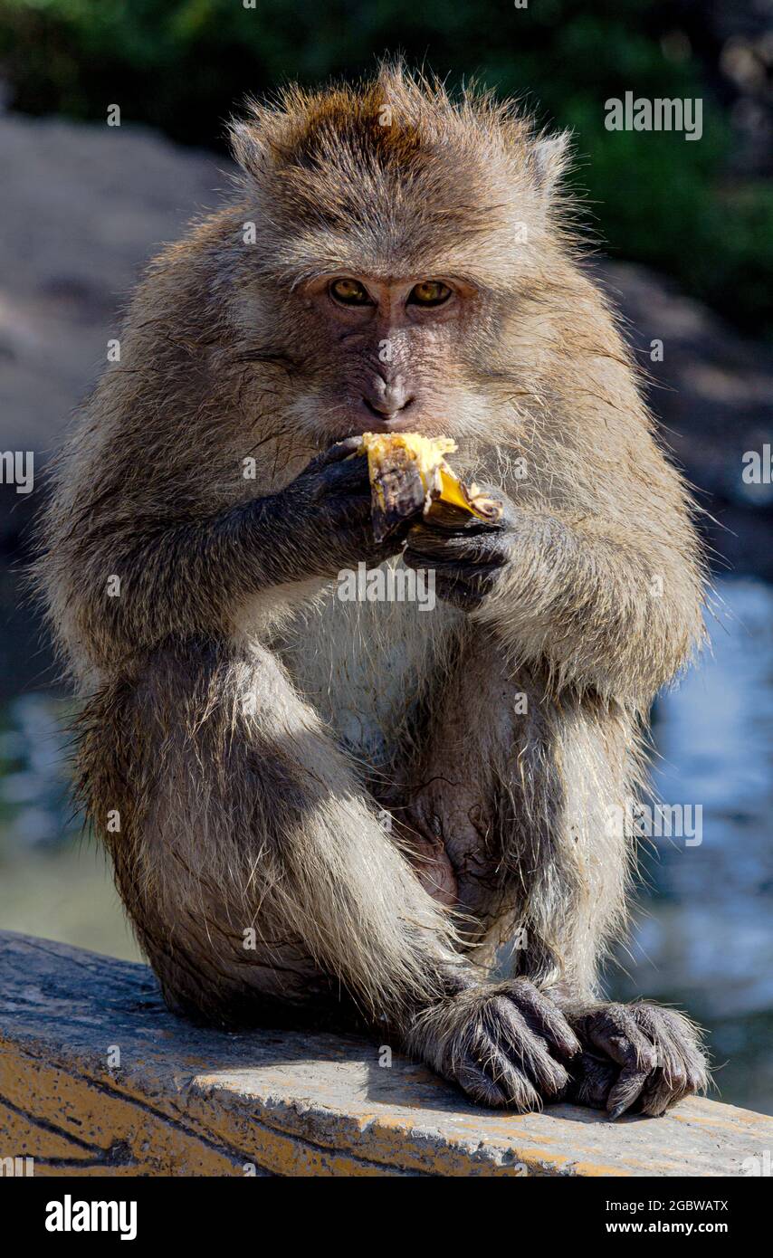 Thailand animal monkey hi-res stock photography and images - Alamy