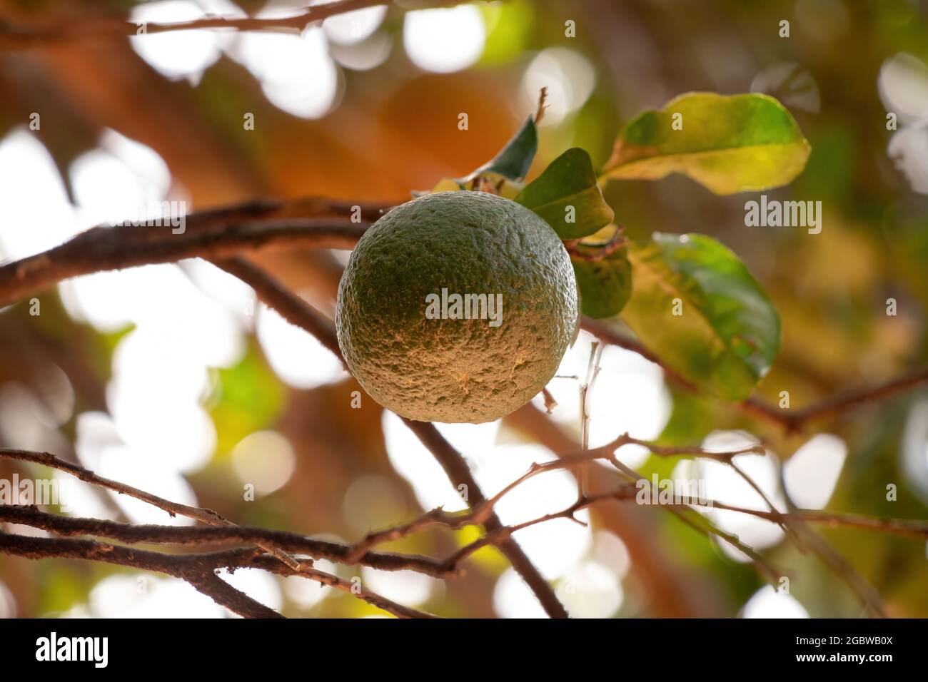 Orange fruit of the species Citrus aurantium with selective focus Stock ...