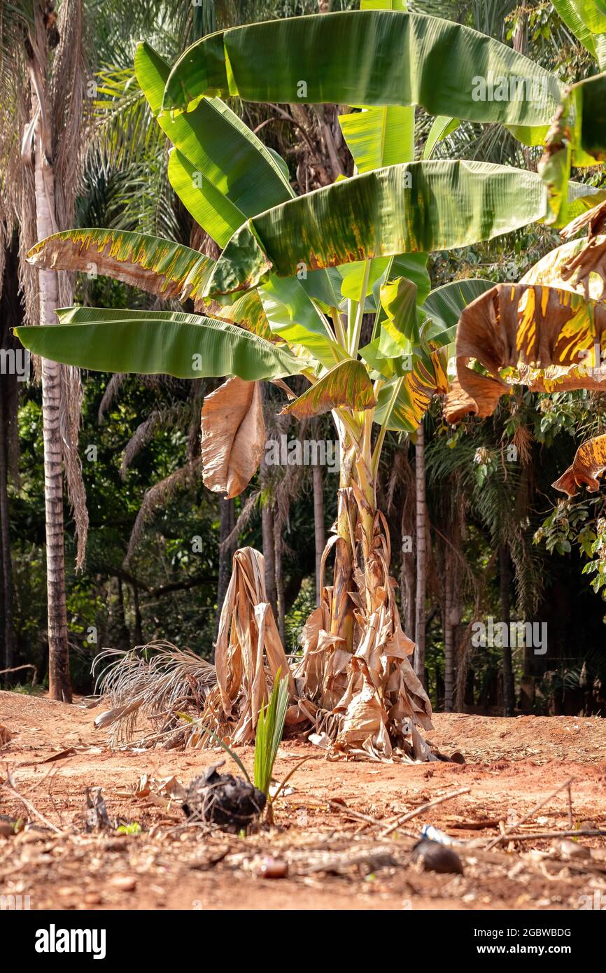 banana tree of the Genus Musa on a farm Stock Photo - Alamy