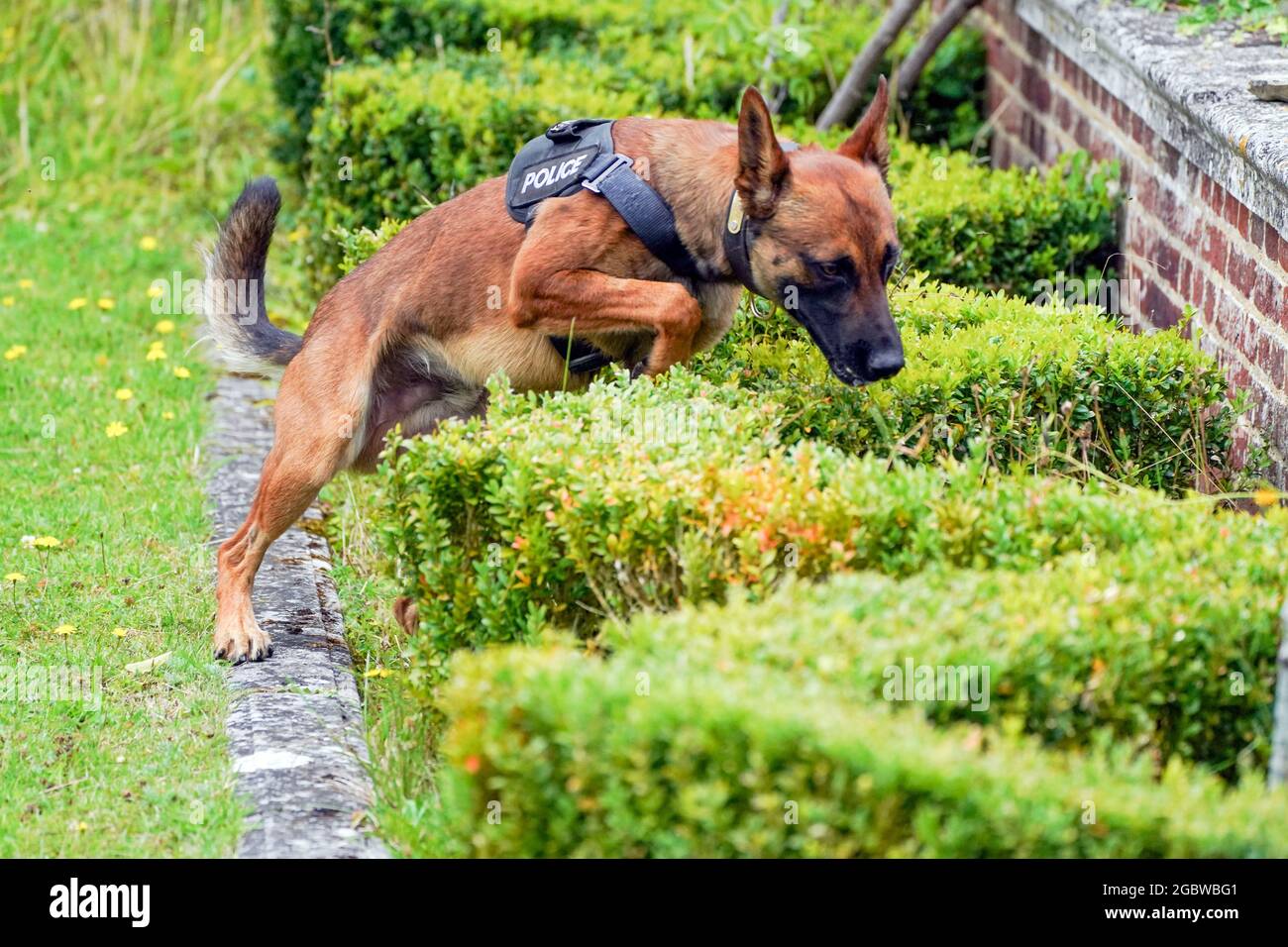 Police Dog Viper trains find items during the Thames Valley Police's ...