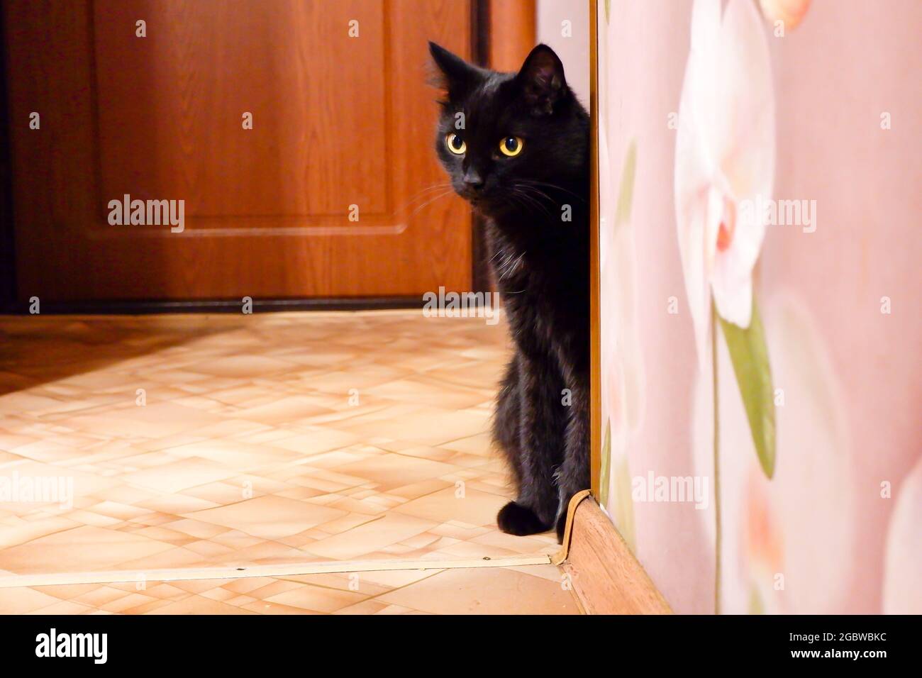 Cat Peeking Around Corner