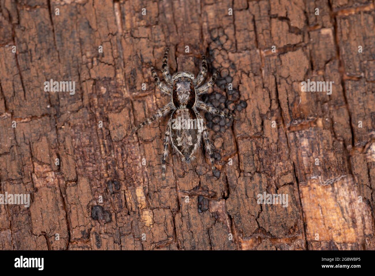 Small Gray Wall Jumping Spider of the species Menemerus bivittatus ...