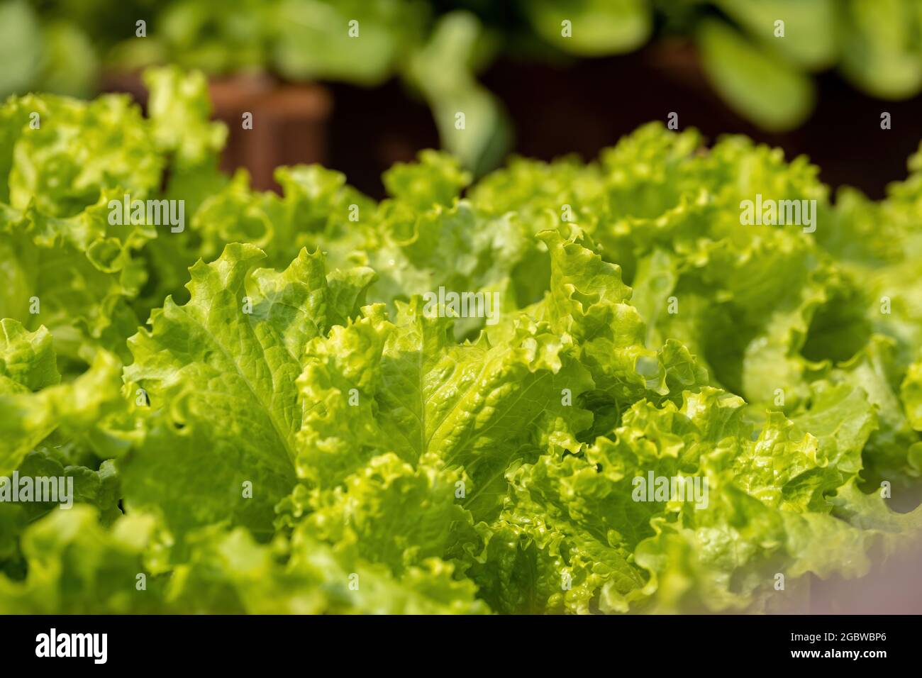 Small lettuce plantation hi-res stock photography and images - Alamy