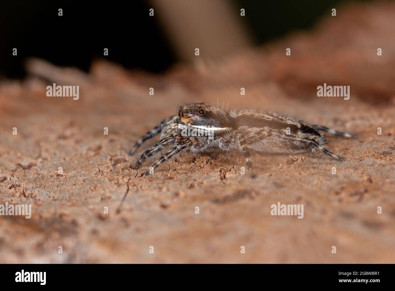 Small Gray Wall Jumping Spider of the species Menemerus bivittatus ...
