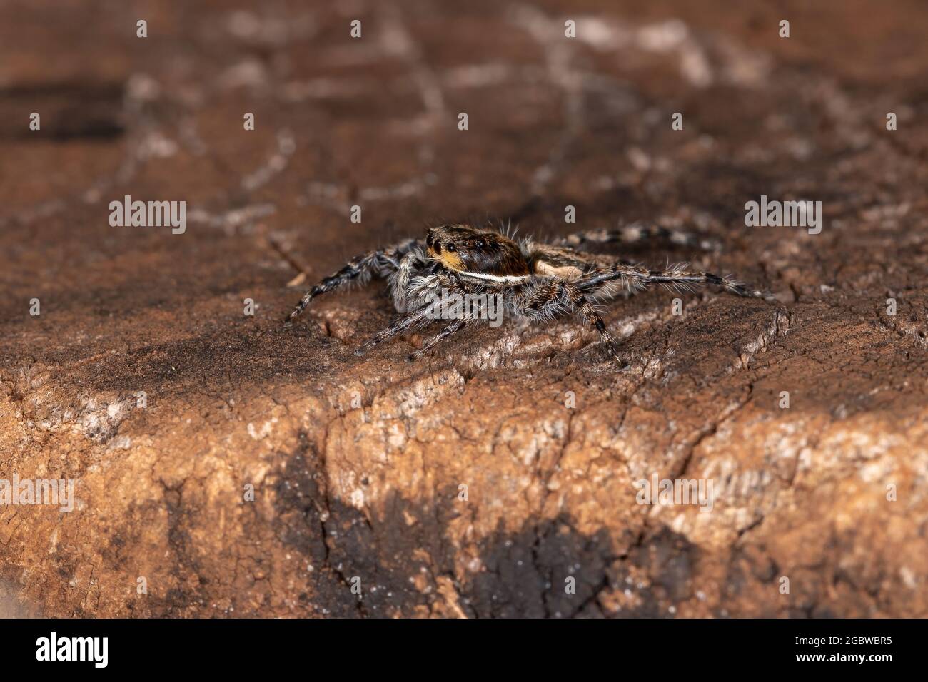 Small Gray Wall Jumping Spider of the species Menemerus bivittatus ...