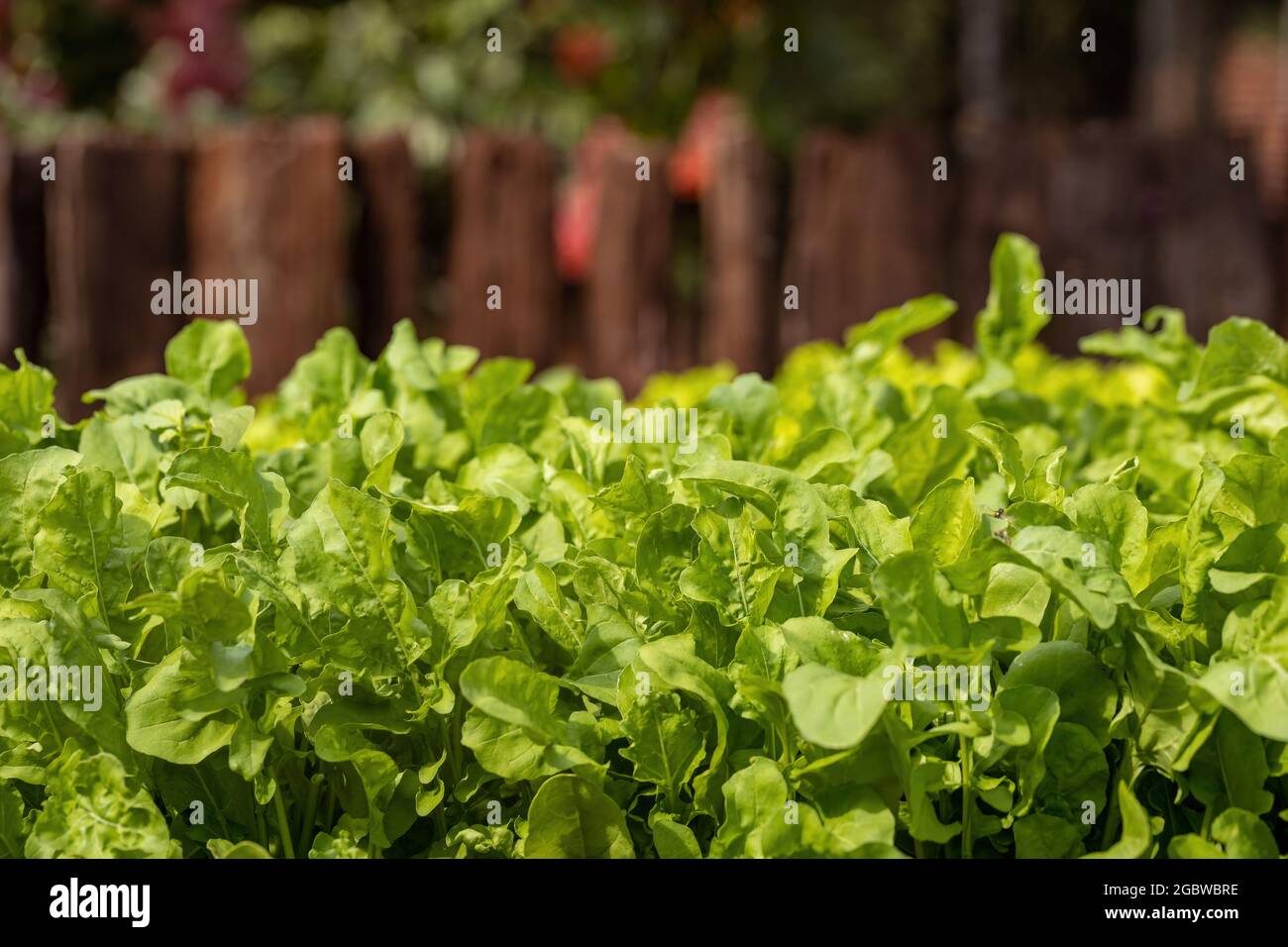 Small lettuce plantation hi-res stock photography and images - Alamy
