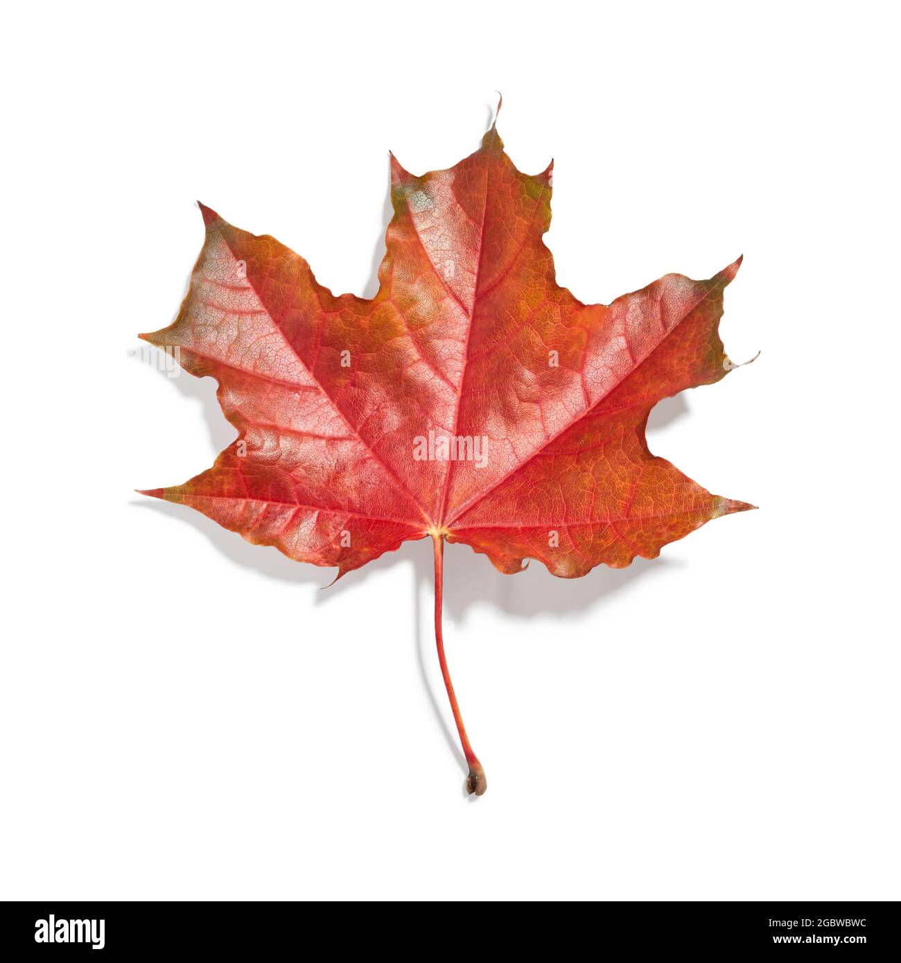 Red maple leaf isolated on white background Stock Photo - Alamy