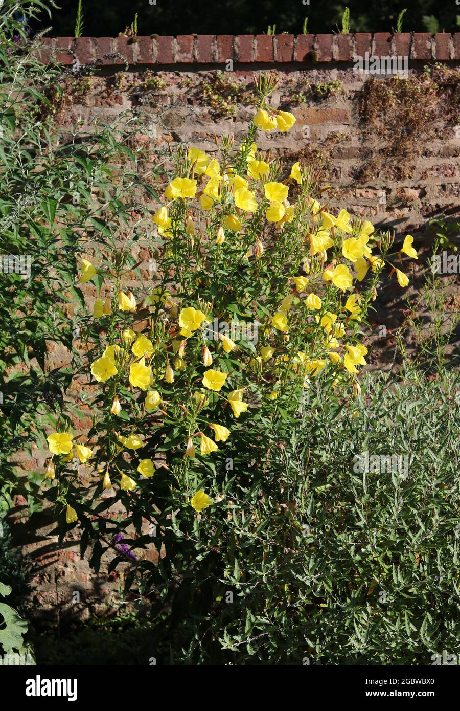 Petal yellow english country garden hi-res stock photography and images ...