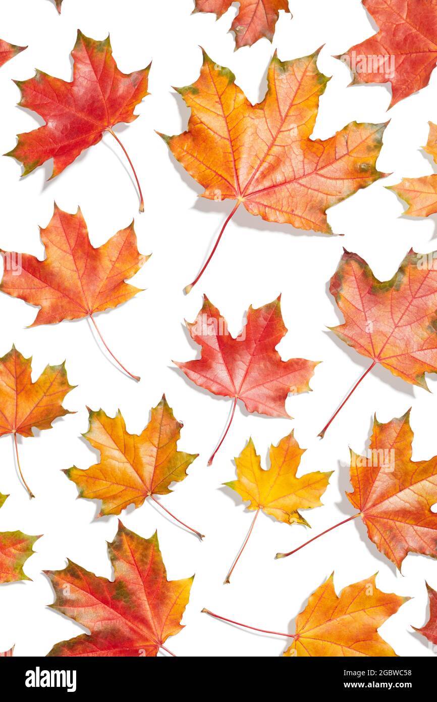 Autumn maple leaves isolated on white background Stock Photo - Alamy