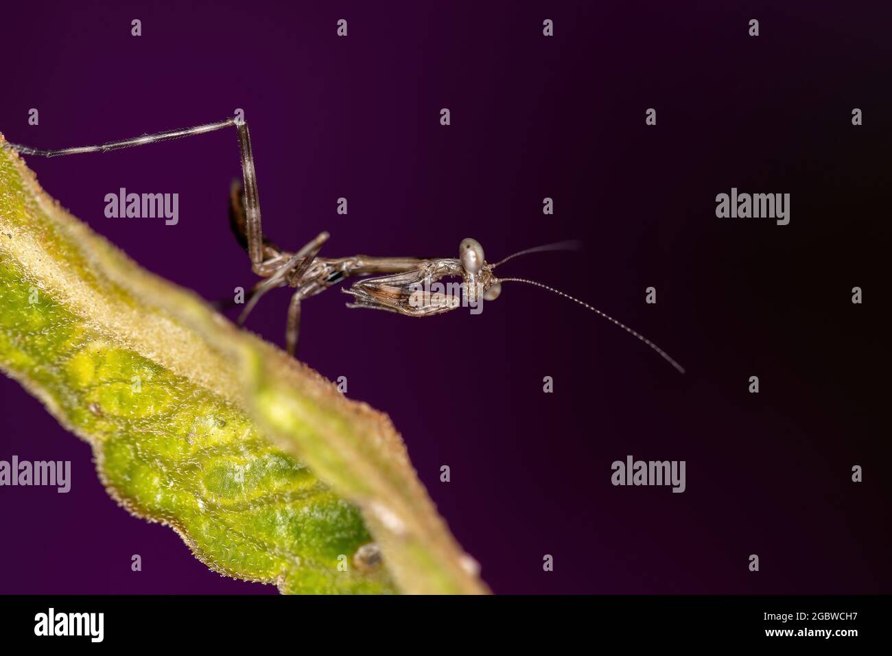 Mantidae family hi-res stock photography and images - Alamy