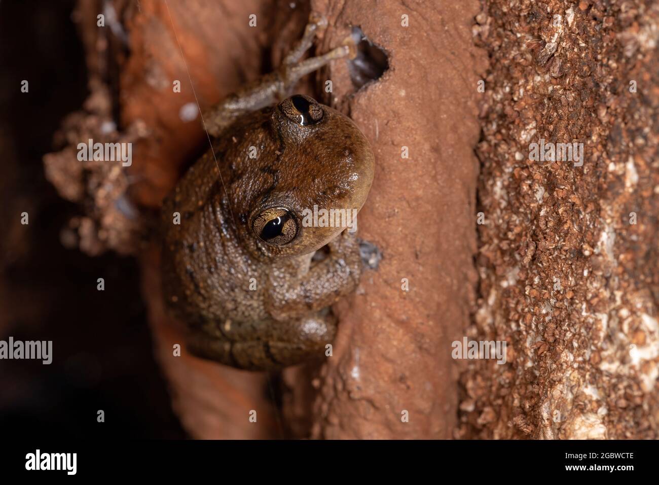 Snouted tree frog hi-res stock photography and images - Alamy