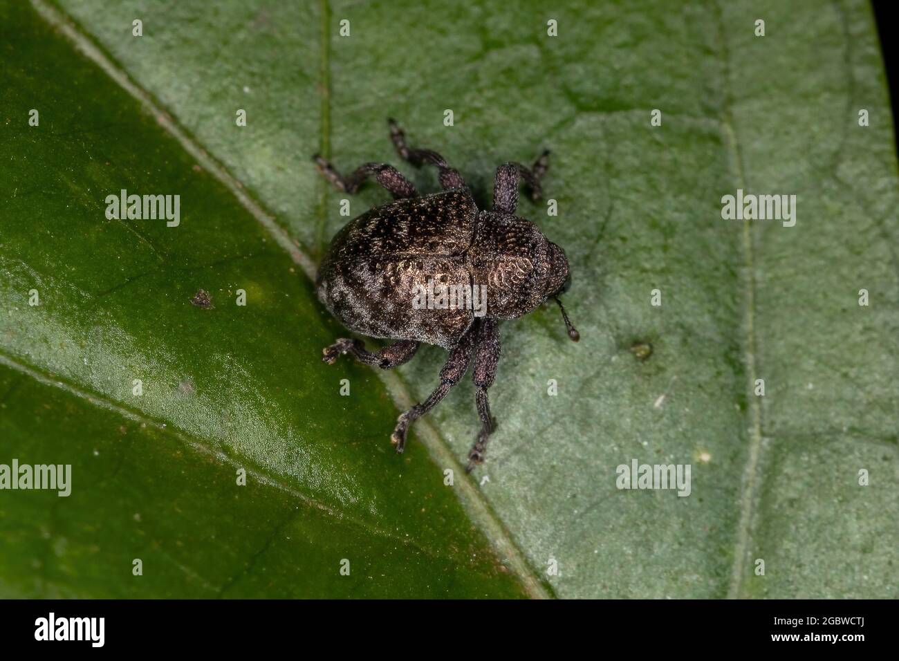Adult weevils hi-res stock photography and images - Alamy