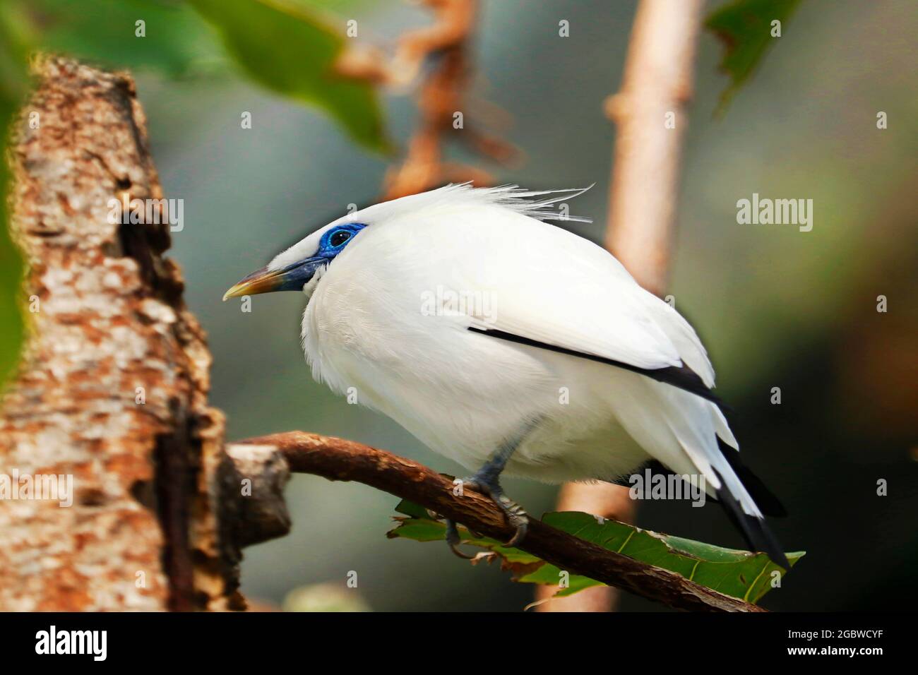 The Bali Myna bird (Leucopsar rothschildi), also known as Rothschild's ...