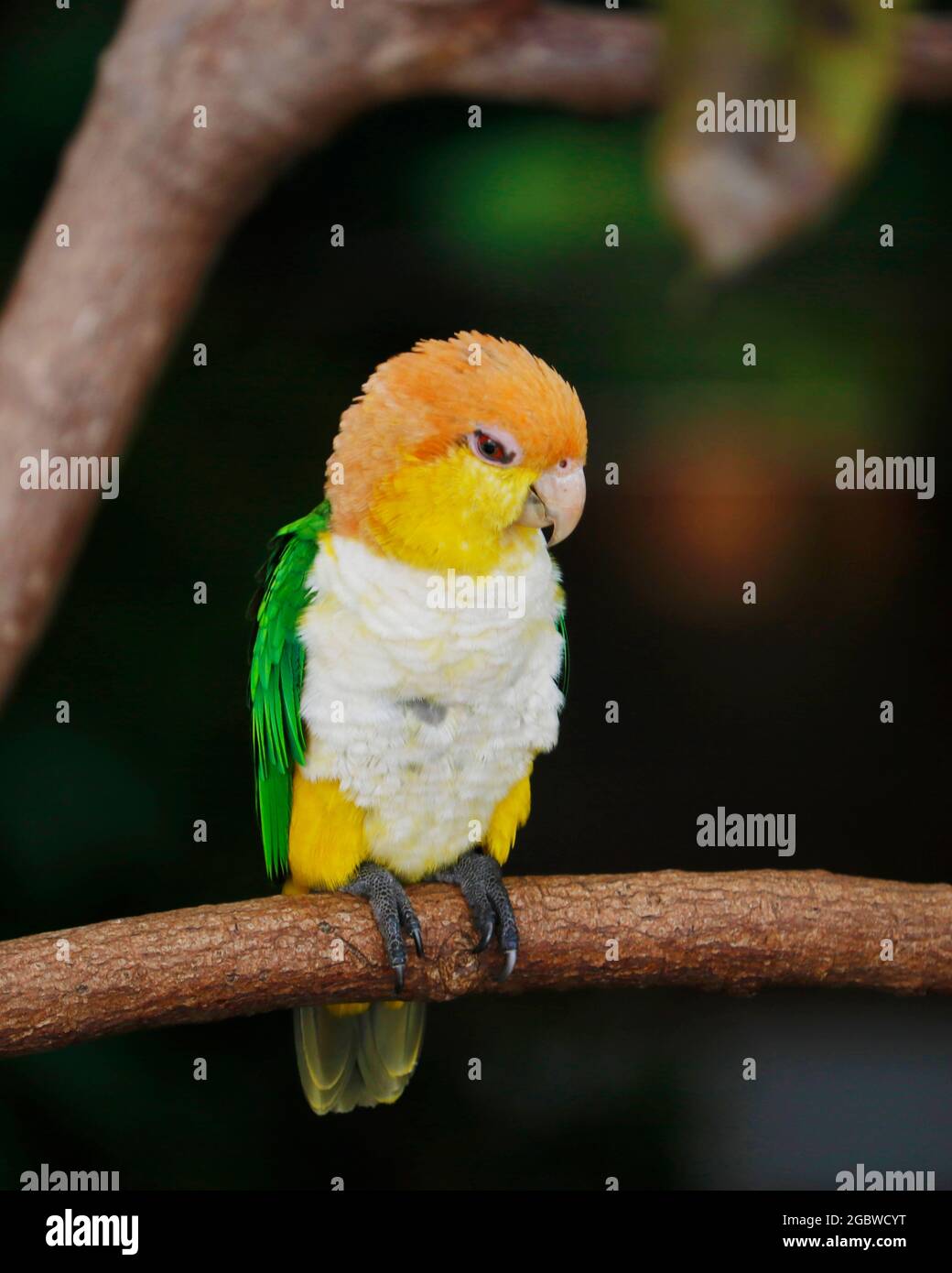 The green-thighed parrot, also known as the eastern white-bellied ...