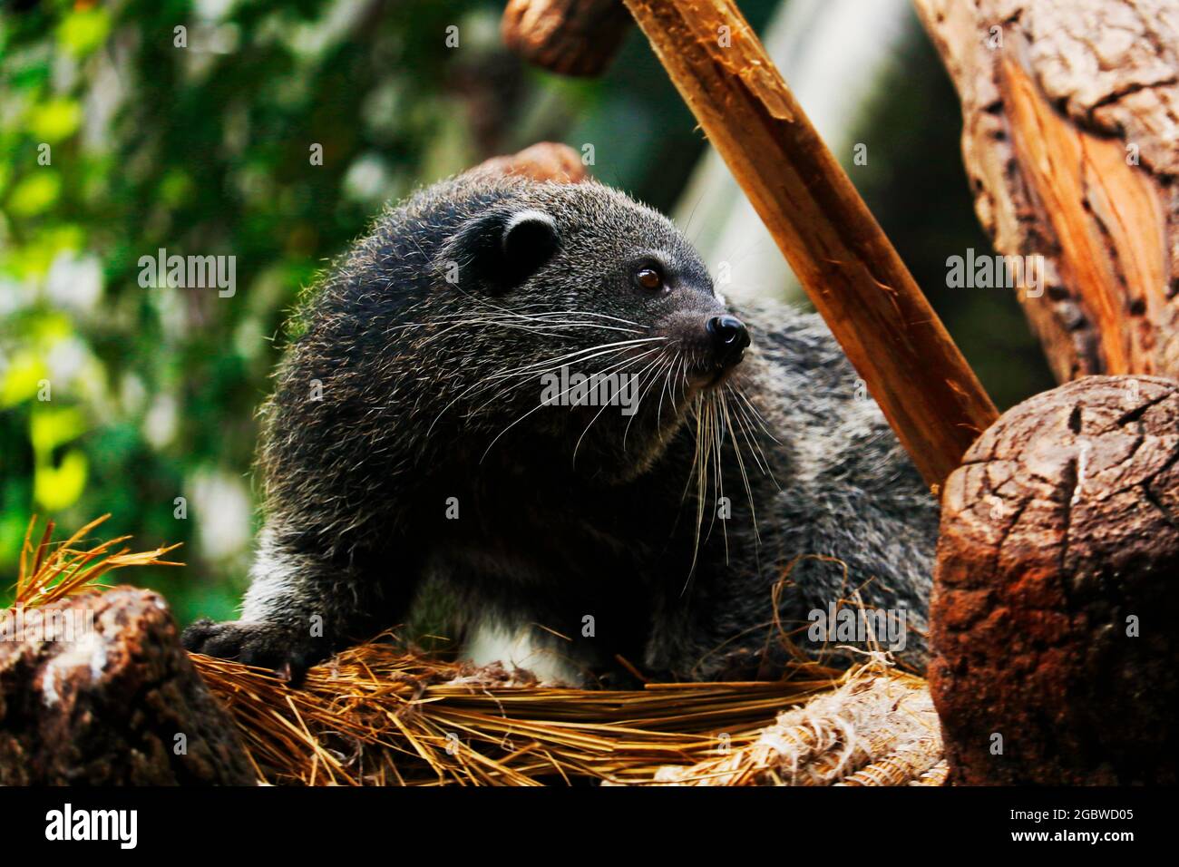 The binturong, also known as bearcat, is a viverrid native to South and ...