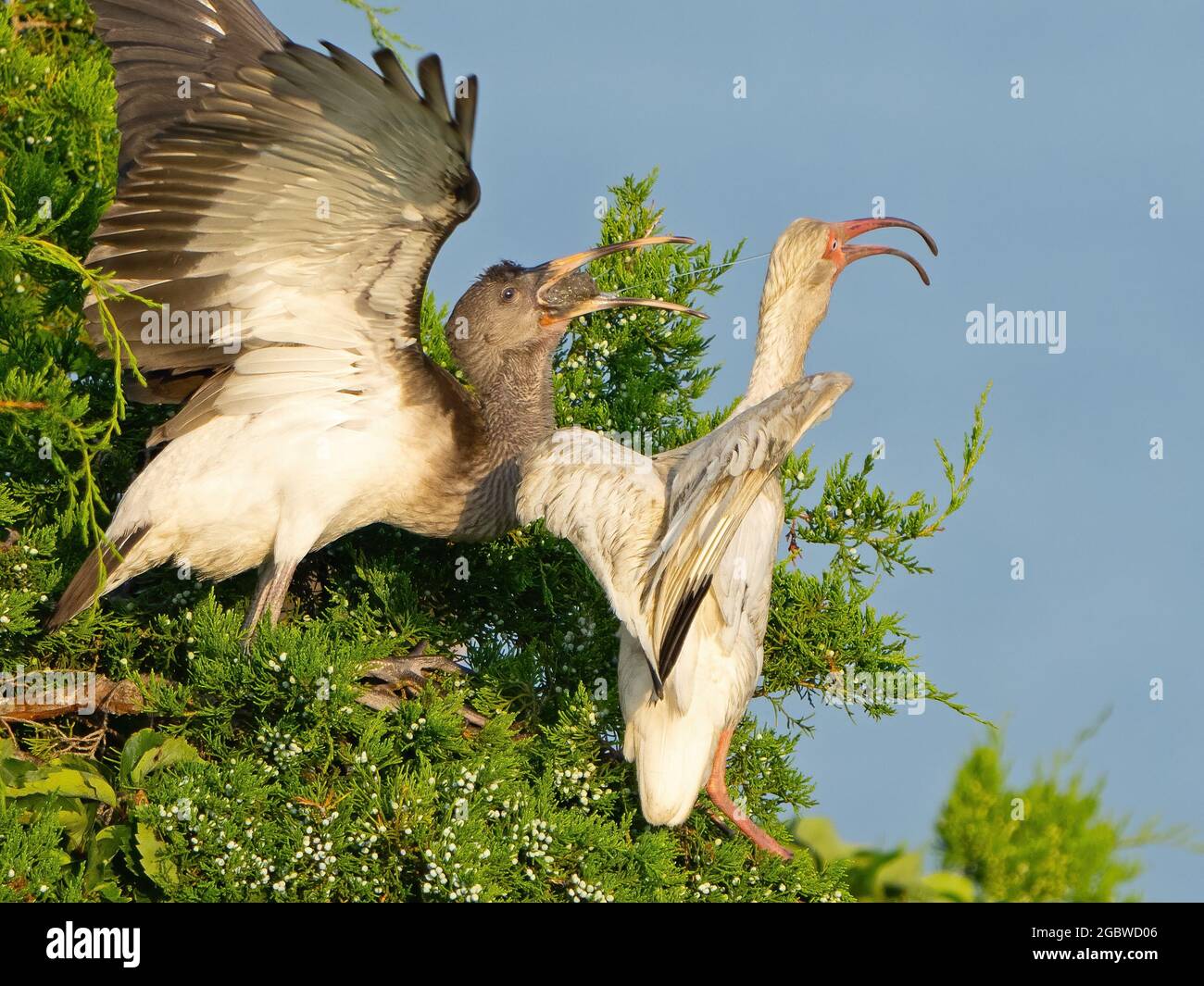 Ibis chick hi-res stock photography and images - Alamy