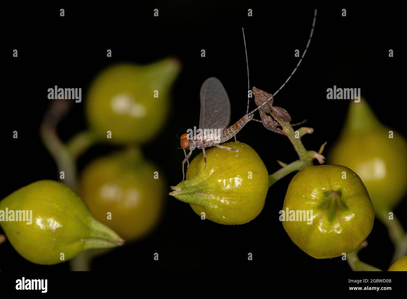 Adult Male Prong-gilled Mayfly of the Family Leptophlebiidae Stock ...