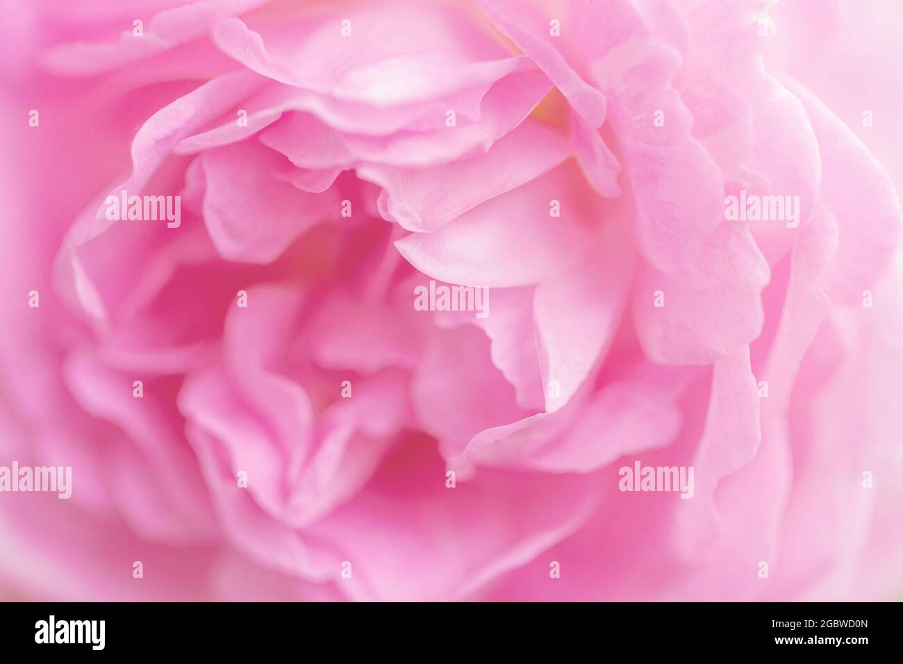 Delicate pink roses flowers close-up, macro rose background Stock Photo ...