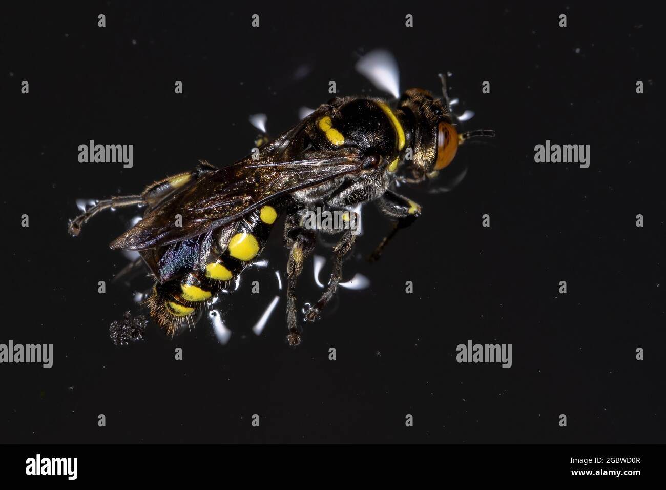 Adult Square-headed Wasp of the Tribe Bothynostethini dead drowned in ...