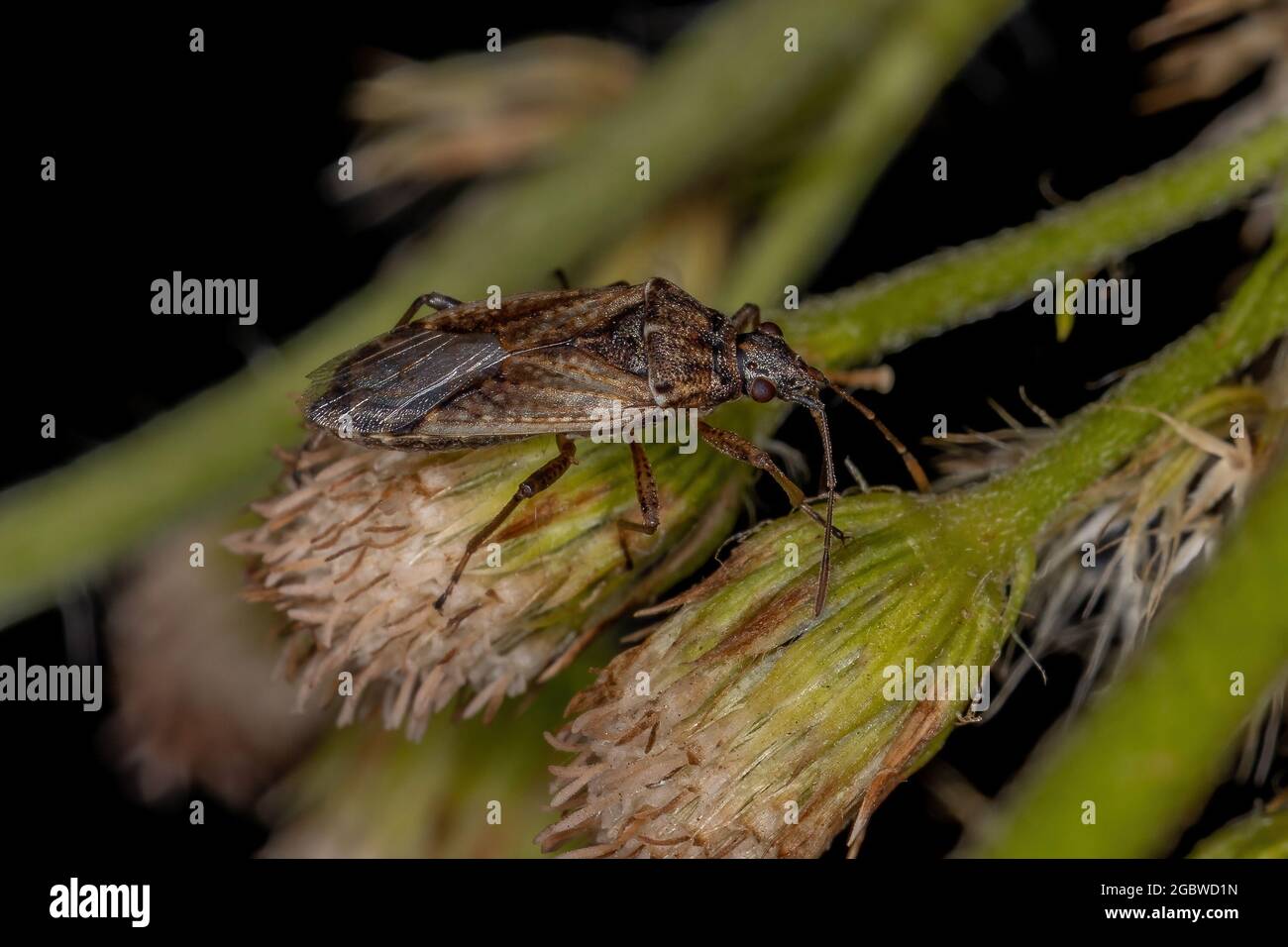 Seed bug nymph hi-res stock photography and images - Alamy