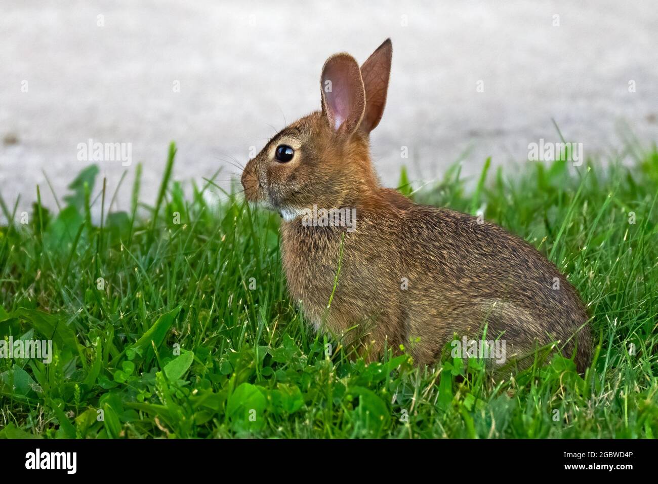 Baby bunny eastern cottontail hi-res stock photography and images - Alamy