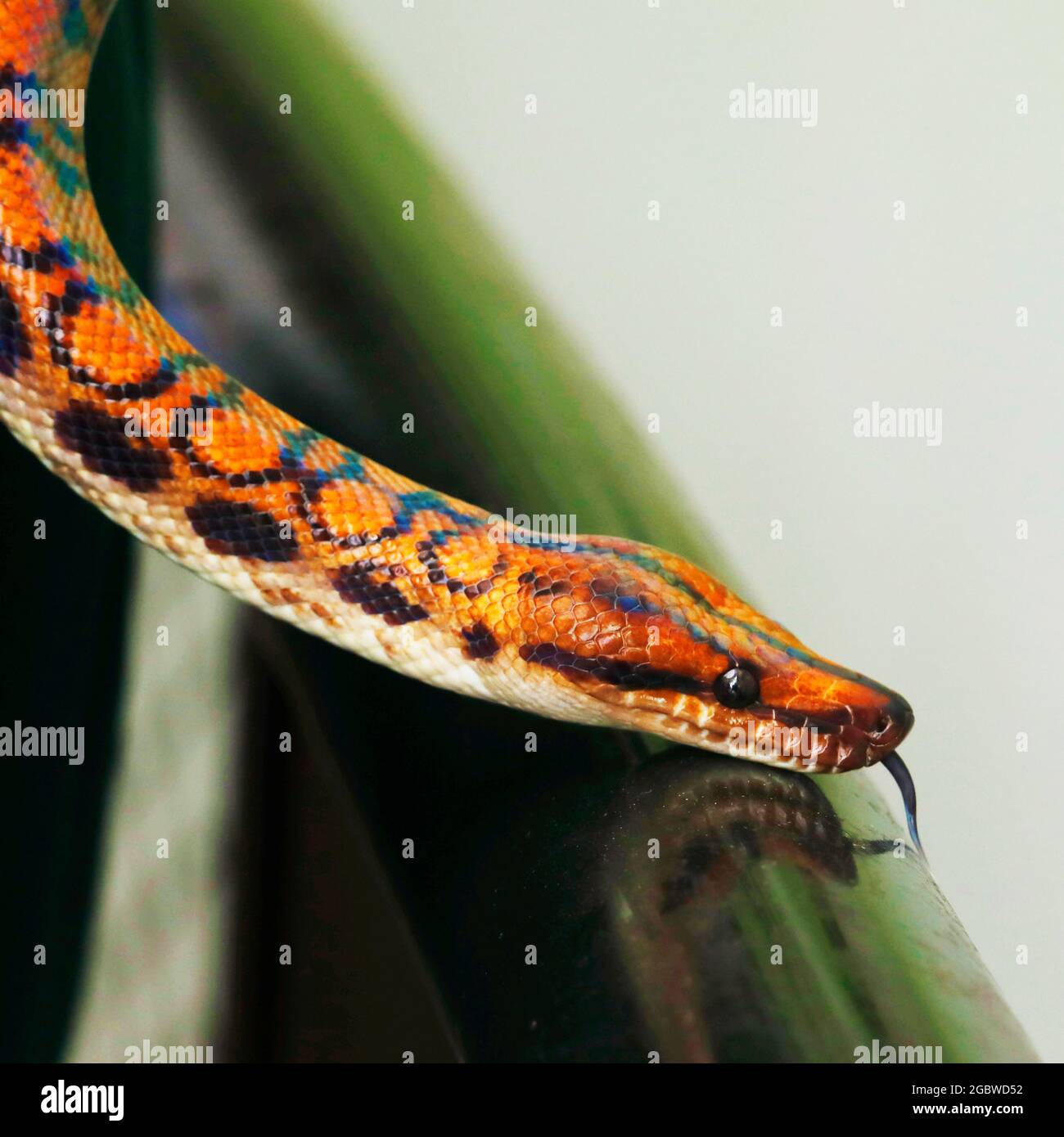 Detailed close up of a rainbow snake head. Its can reflect sunlight ...