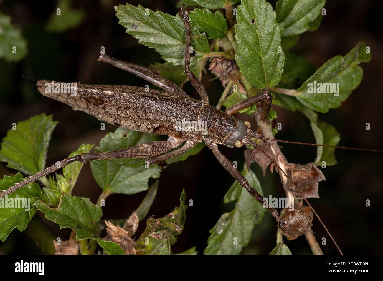 Adult True Katydid of the species Meroncidius flavolimbatus Stock Photo ...