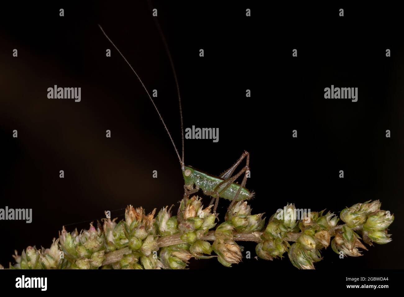 Small Common Meadow Katydid Nymph of the Tribe Conocephalini Stock ...