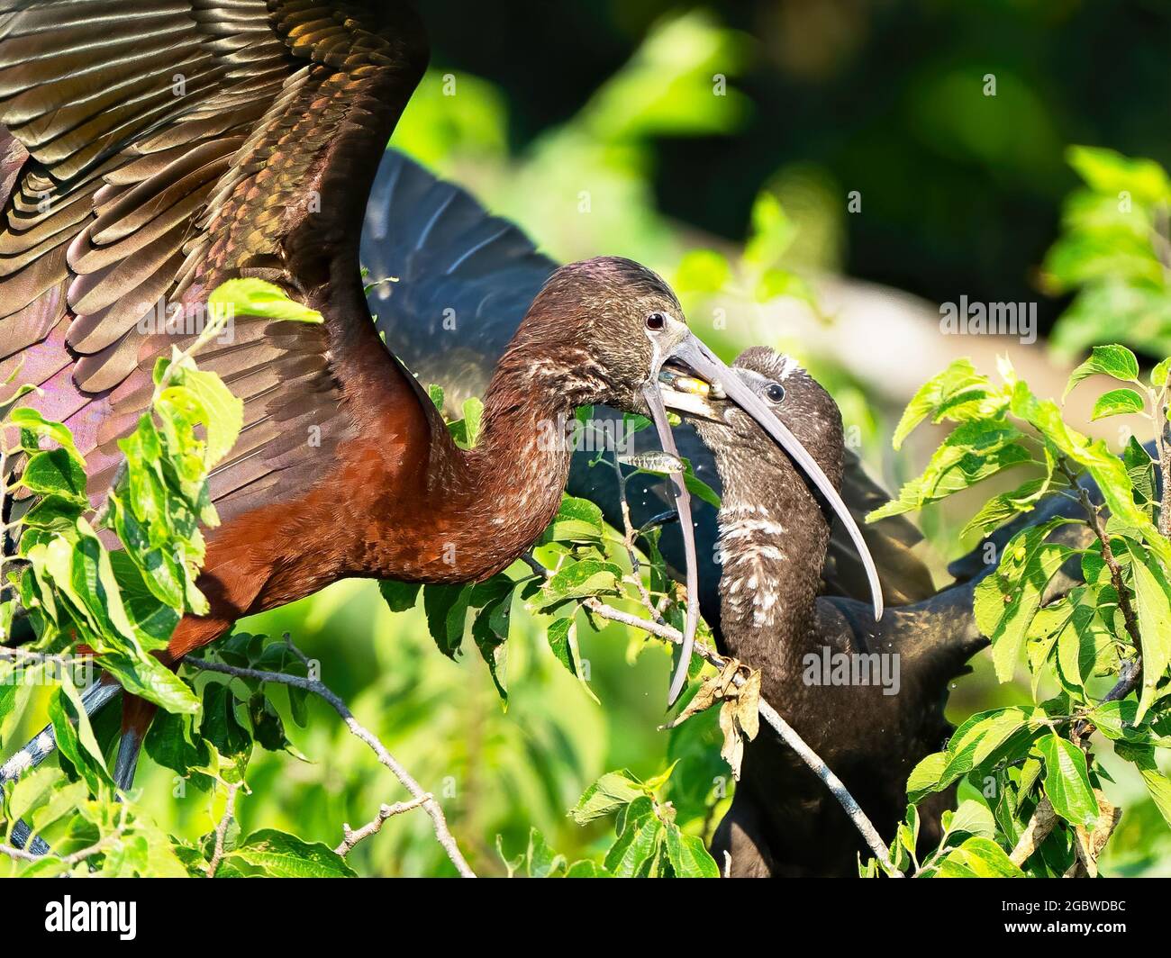 Glossy Ibis Adult Feeding Chick Live Fish Stock Photo - Alamy