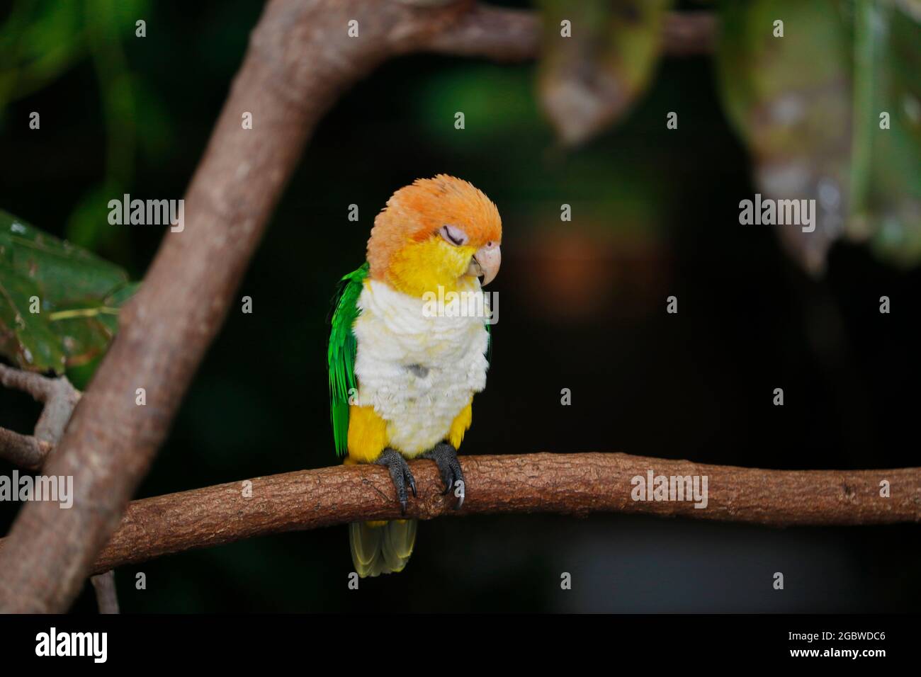 The green-thighed parrot, also known as the eastern white-bellied ...