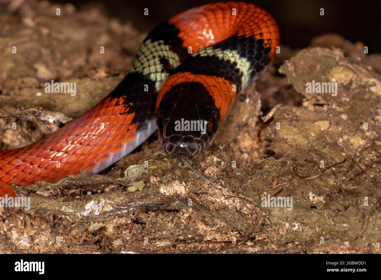 False coral snake hi-res stock photography and images - Alamy