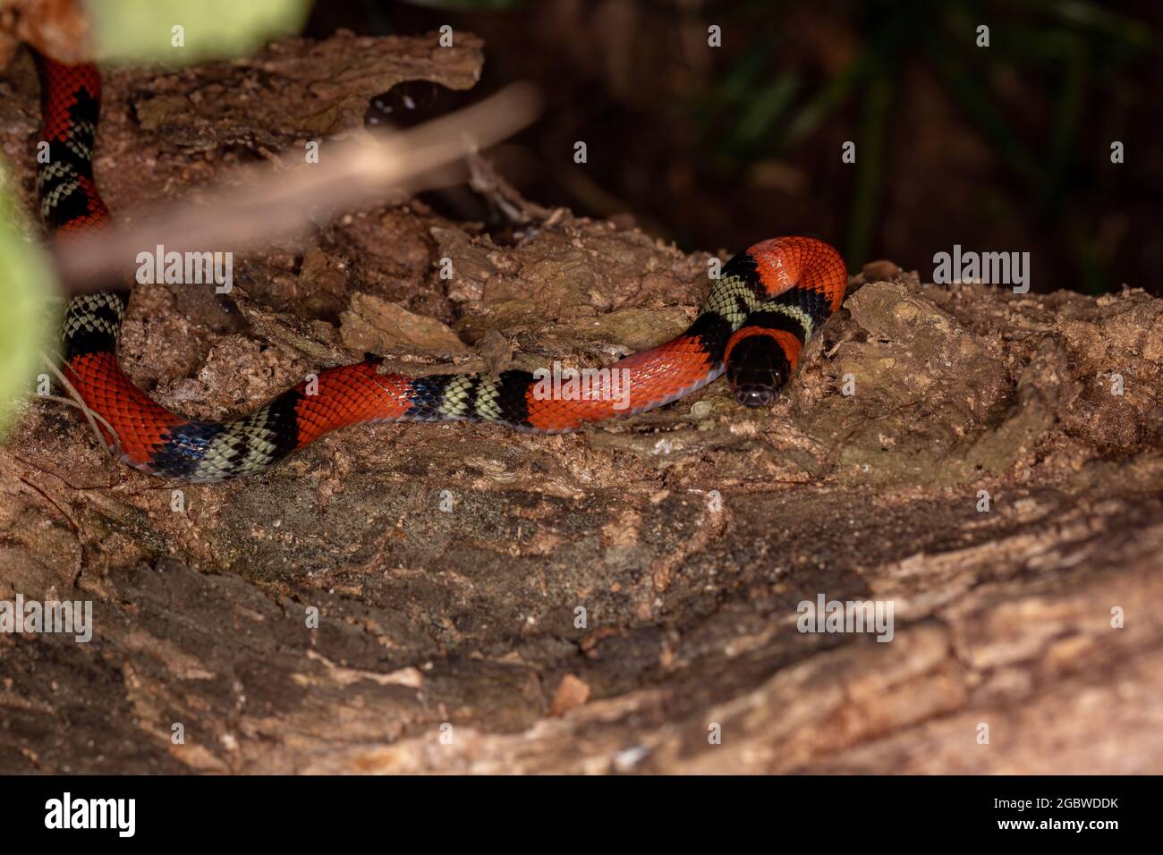 false coral snake of the species Oxyrhopus guibei Stock Photo - Alamy