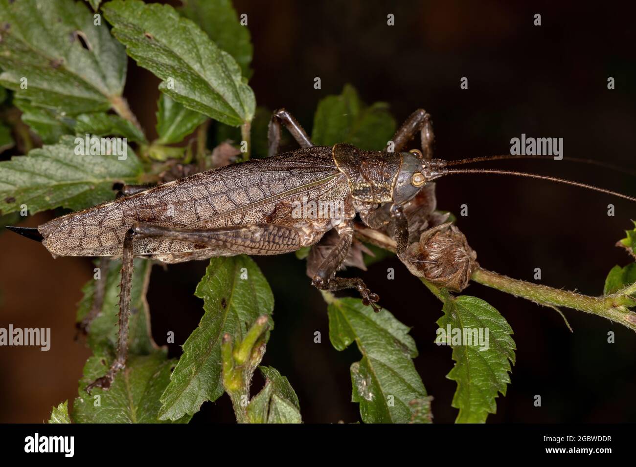 Adult True Katydid of the species Meroncidius flavolimbatus Stock Photo ...