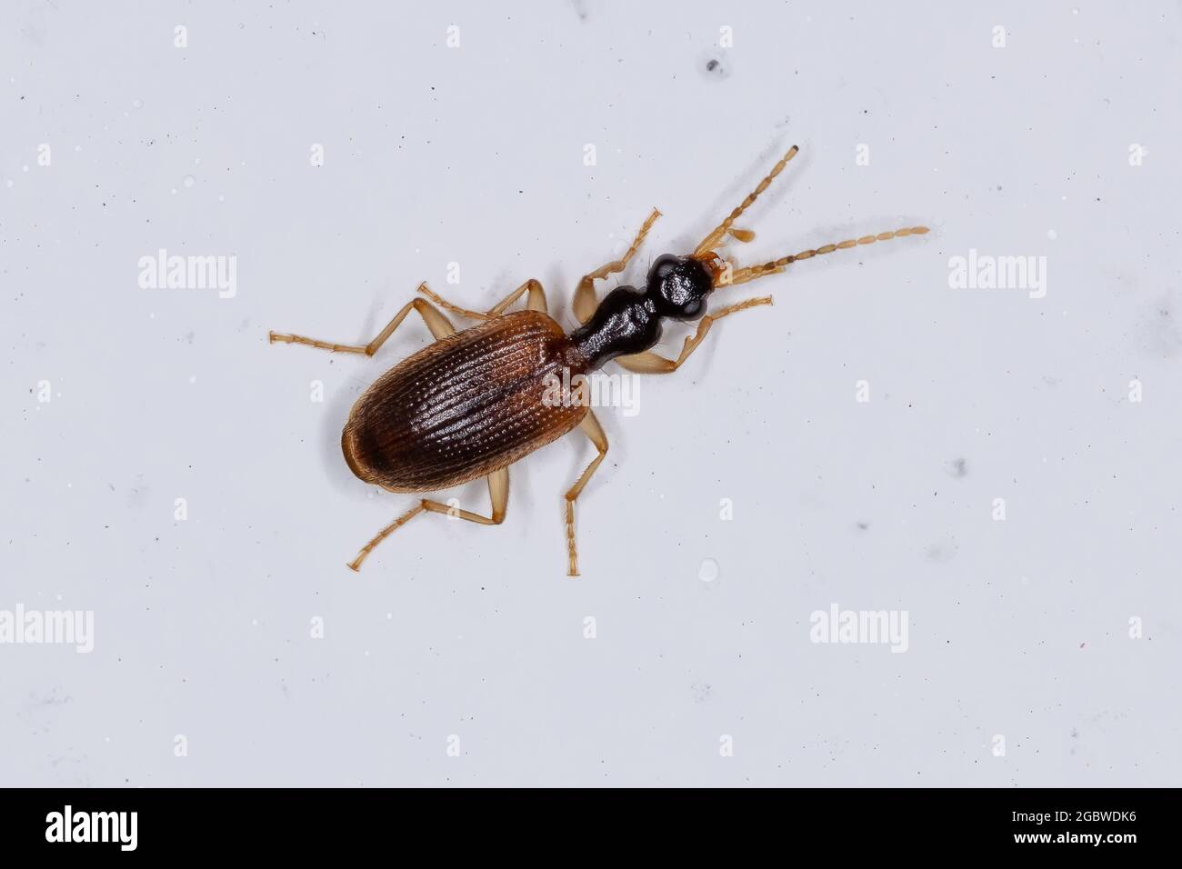 Small Adult Ground Beetle of the Family Carabidae Stock Photo - Alamy