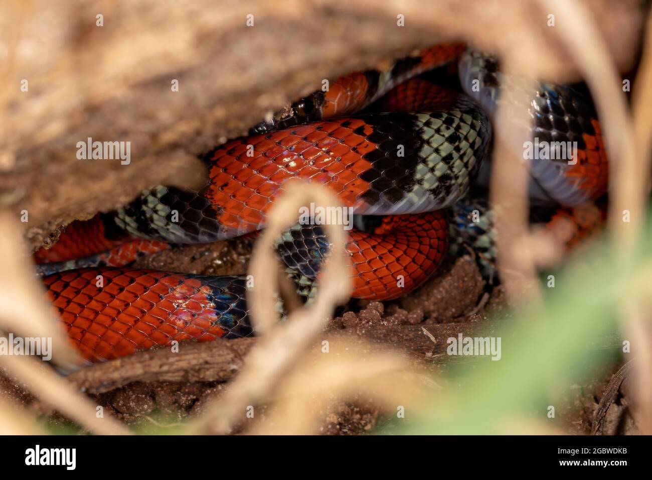 false coral snake of the species Oxyrhopus guibei Stock Photo - Alamy