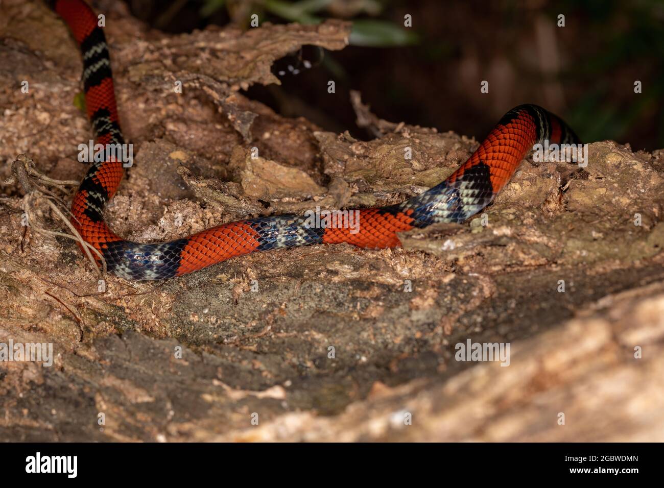 false coral snake of the species Oxyrhopus guibei Stock Photo - Alamy