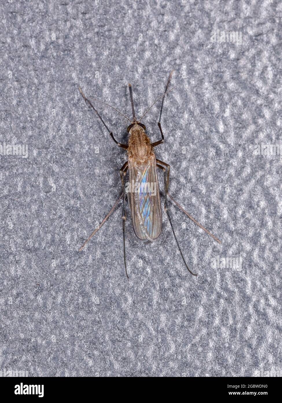 Culicine mosquito hi-res stock photography and images - Alamy