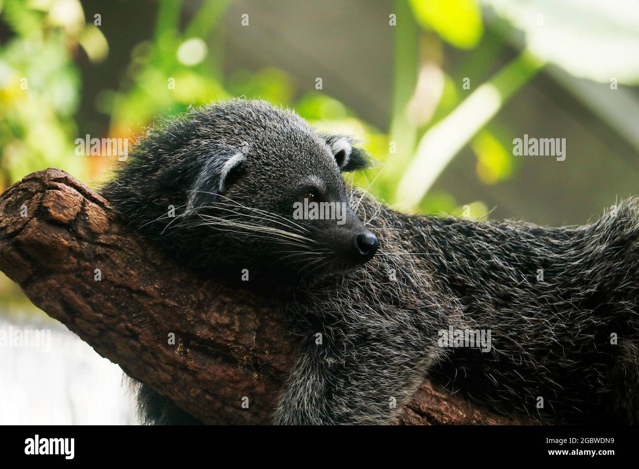 The binturong, also known as bearcat, is a viverrid native to South and ...