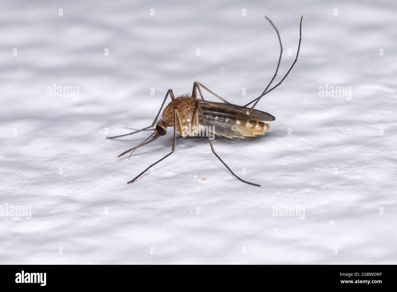 Adult Culicine Mosquito of the Genus Culex Stock Photo - Alamy